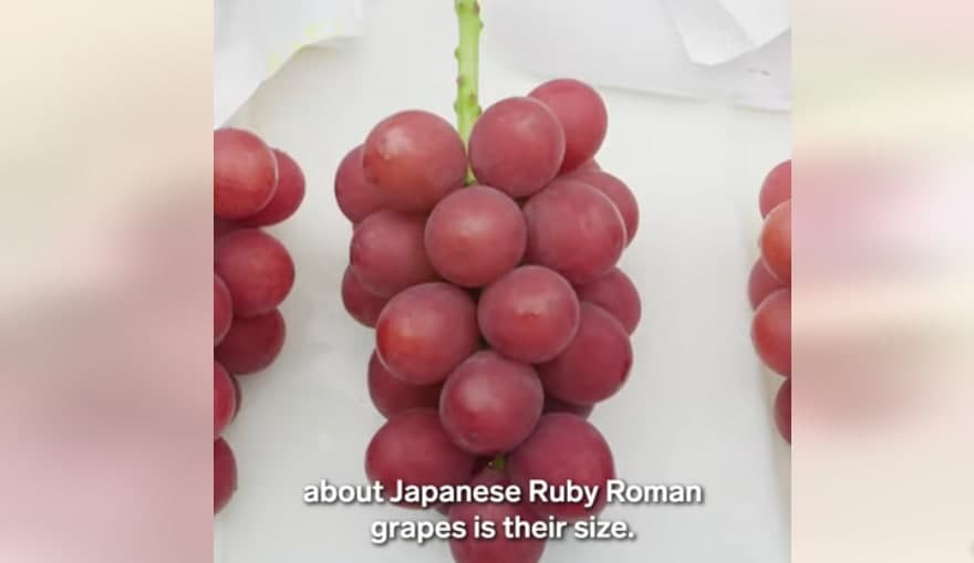 ផ្លែទំពាំងបាយជូរ Japanese Ruby Roman ...