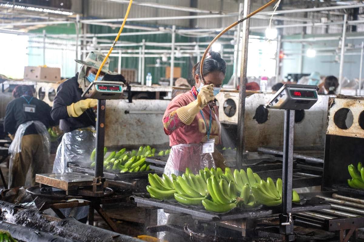 Cambodian Banana Agricultural Co.,Ltd ...