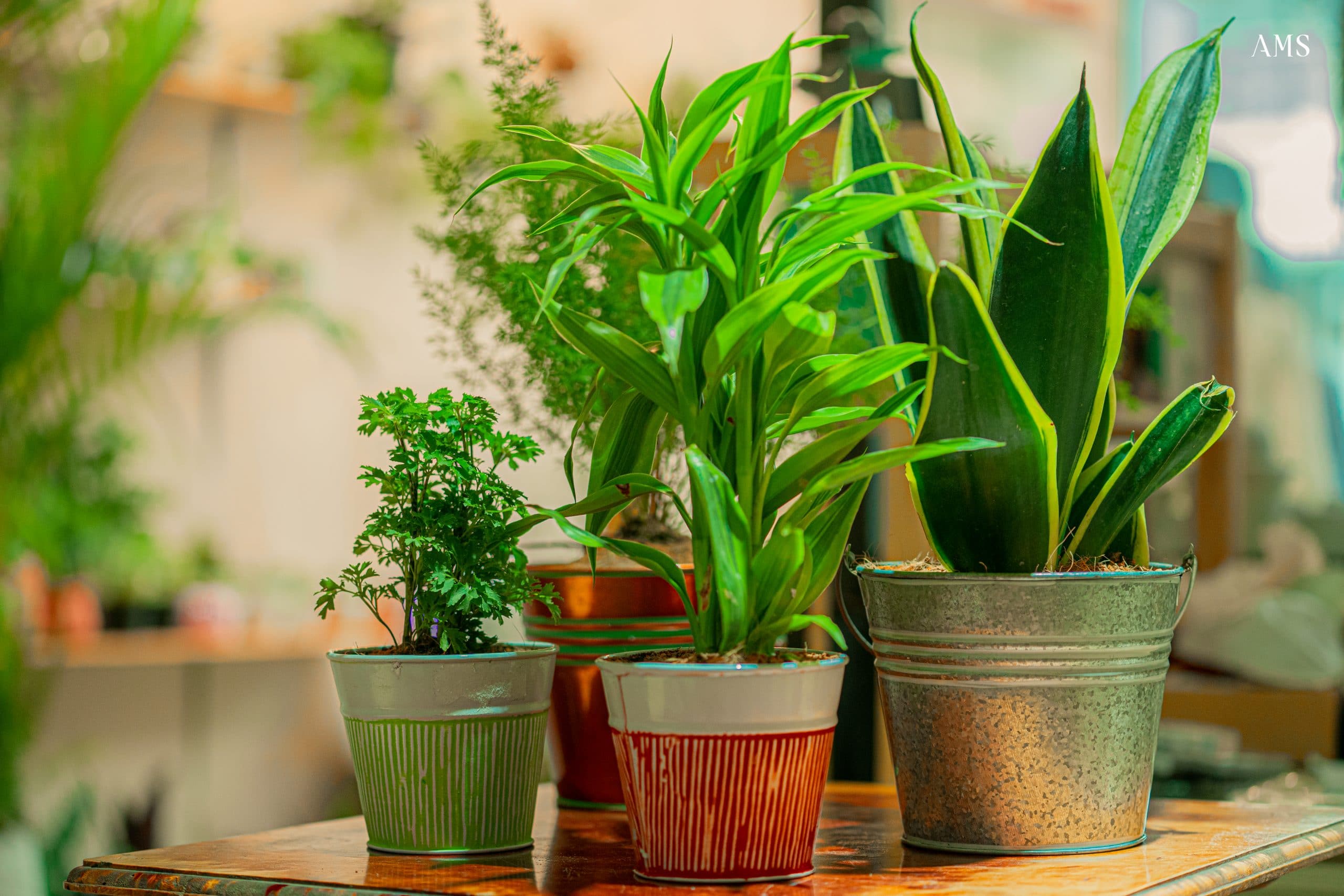 ចង់ ទិញ កាដូ ជា កូន រុក្ខជាតិ Cute Cute ឲ្យ សង្សារ មក កន្លែង នេះ ដឹង តែ ...